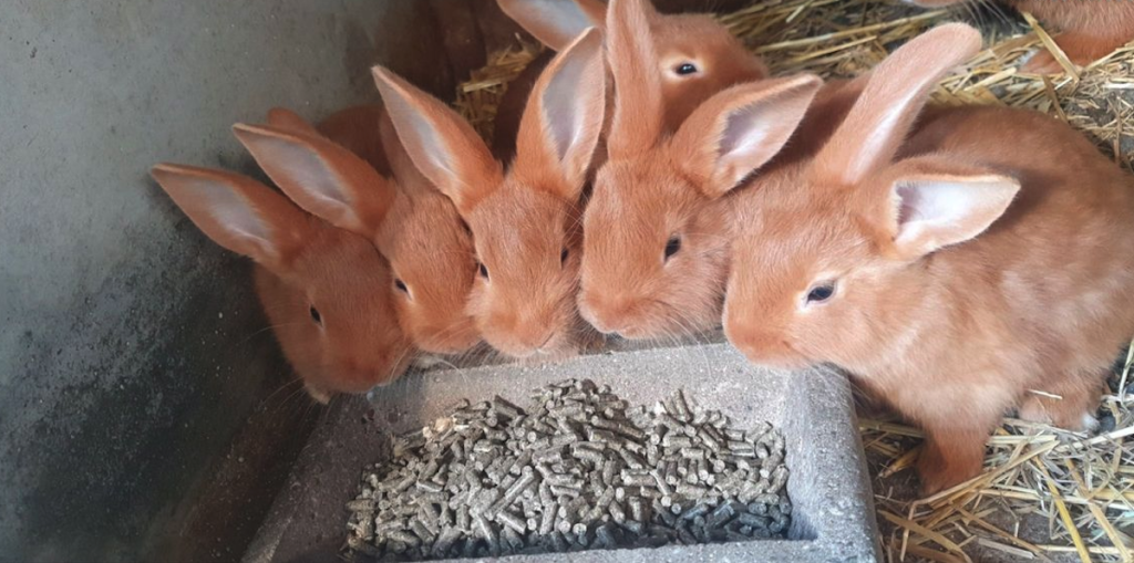 Tout savoir sur le Fauve de Bourgogne, un lapin d'exception - La box à foin