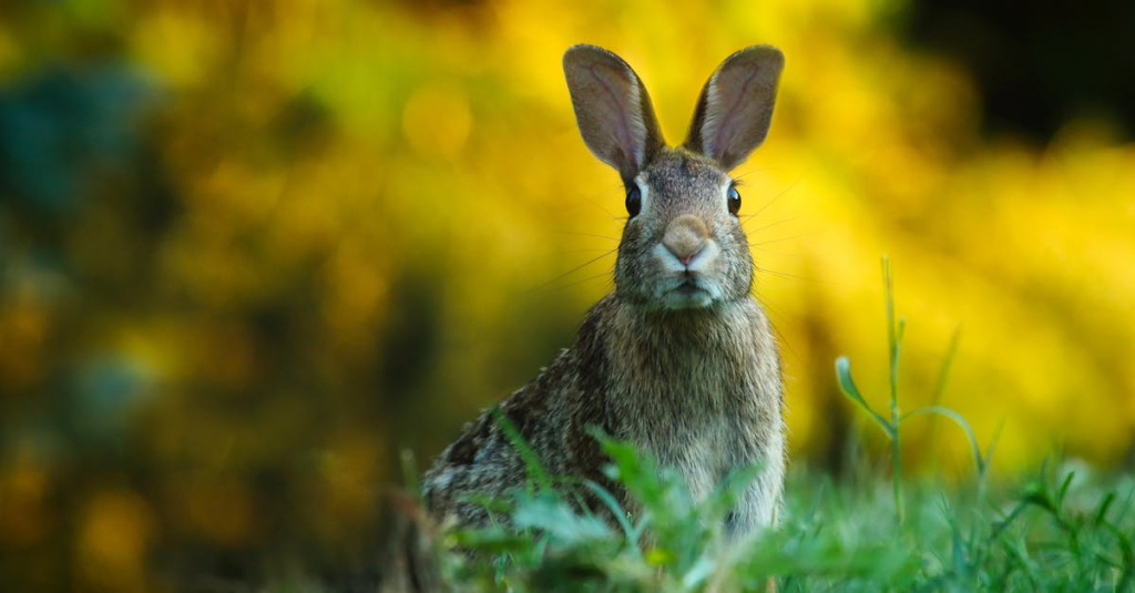 La reproduction chez les lapins : mécanisme et conseils - La box à foin