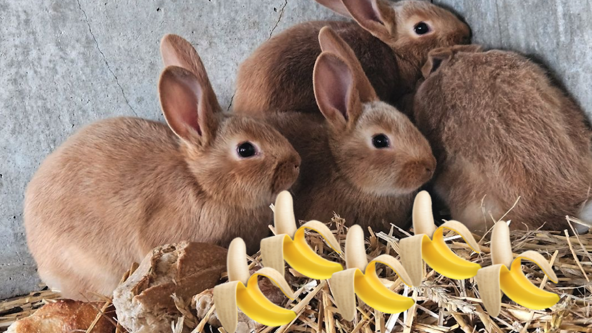 Le sexe des lapins : comment distinguer les mâles des femelles ? - La ...